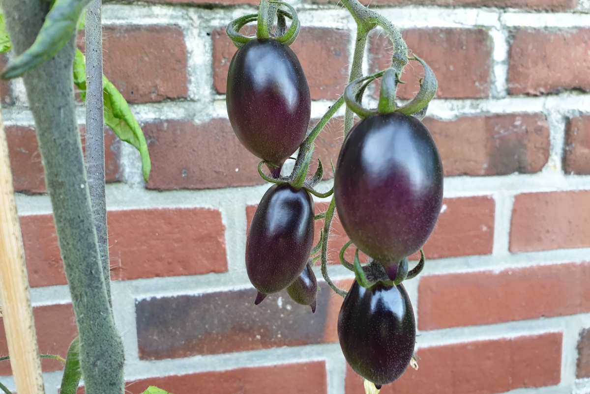 Shadow Boxing - Tomatplanter