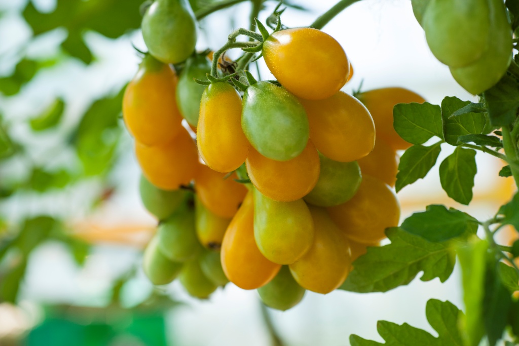 Hvad er gule tomater ? - Tomatplanter